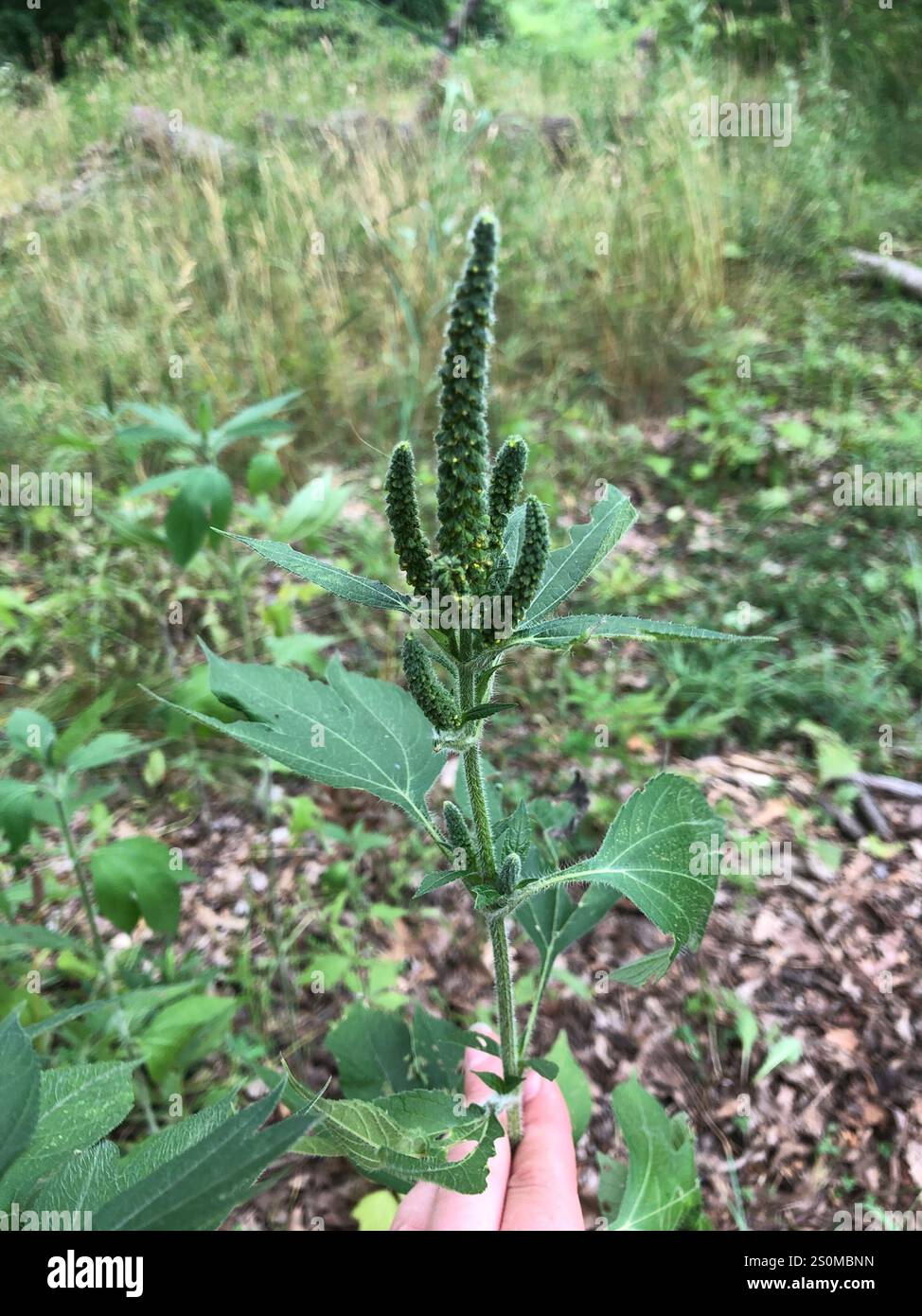 giant ragweed (Ambrosia trifida Stock Photo - Alamy