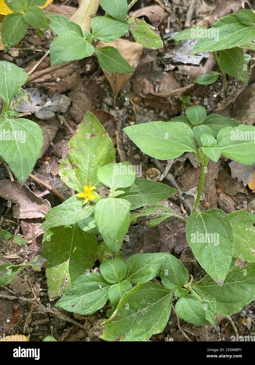 straggler daisy (Calyptocarpus vialis Stock Photo - Alamy