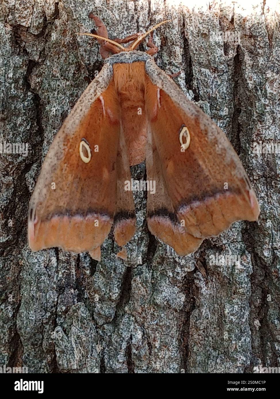 Polyphemus Moth (Antheraea polyphemus Stock Photo - Alamy