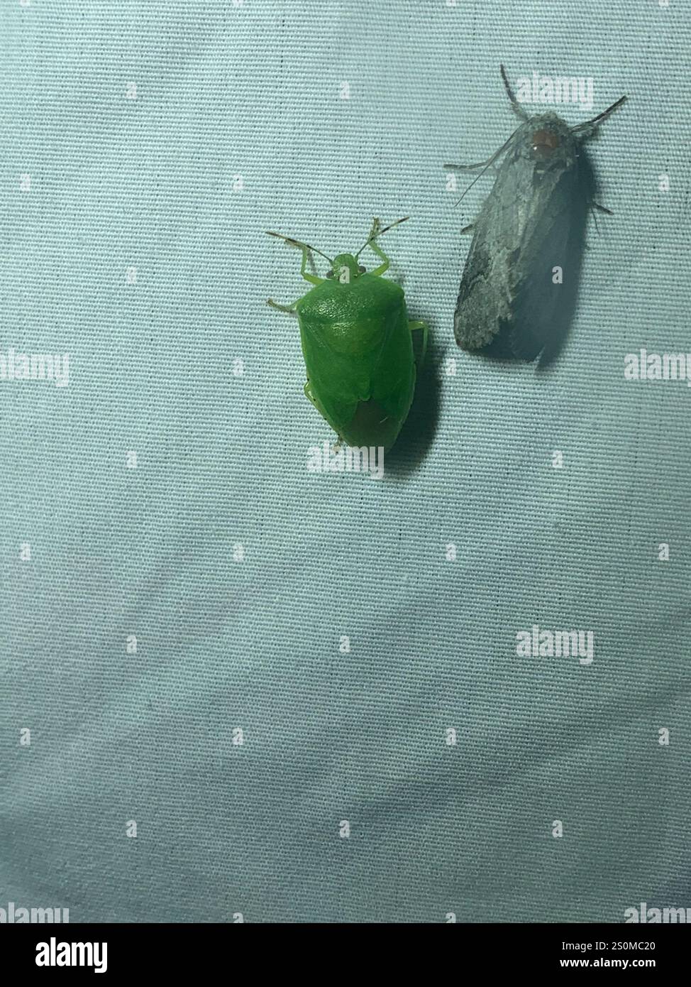 Green Stink Bug (Chinavia hilaris Stock Photo - Alamy