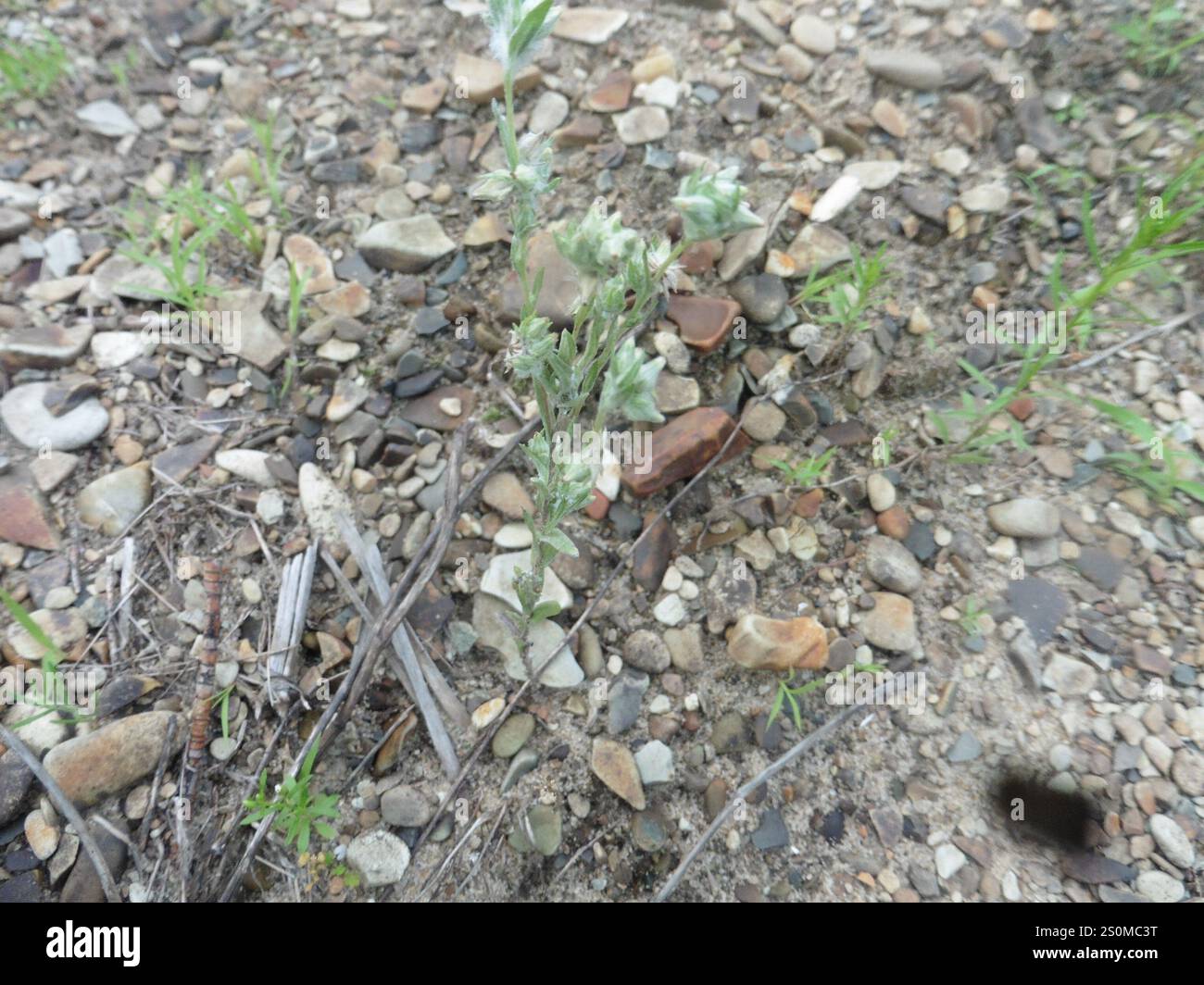 field fluffweed (Filago arvensis Stock Photo - Alamy