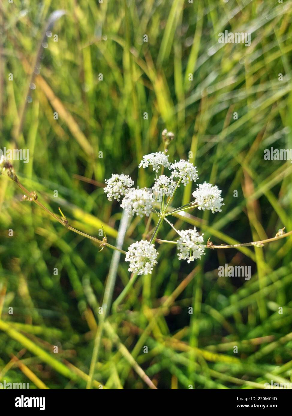 bulblet-bearing water hemlock (Cicuta bulbifera Stock Photo - Alamy