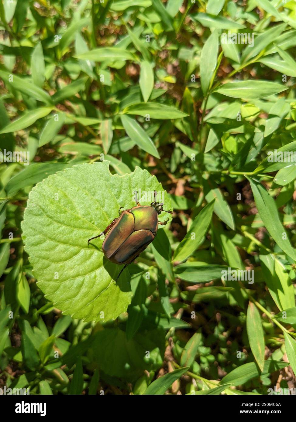 Common Green June Beetle (Cotinis nitida Stock Photo - Alamy