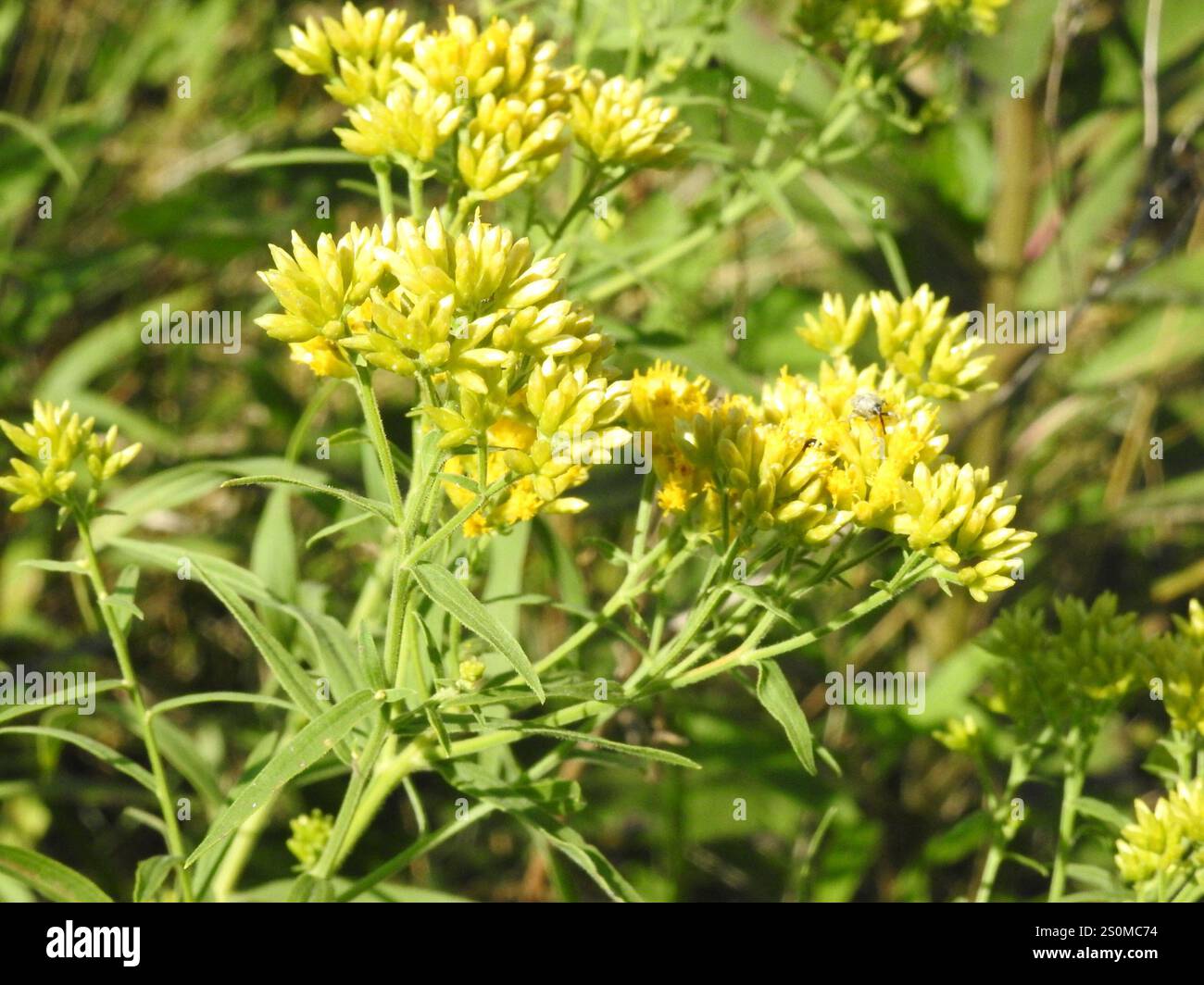 flat-topped goldenrod (Euthamia graminifolia Stock Photo - Alamy