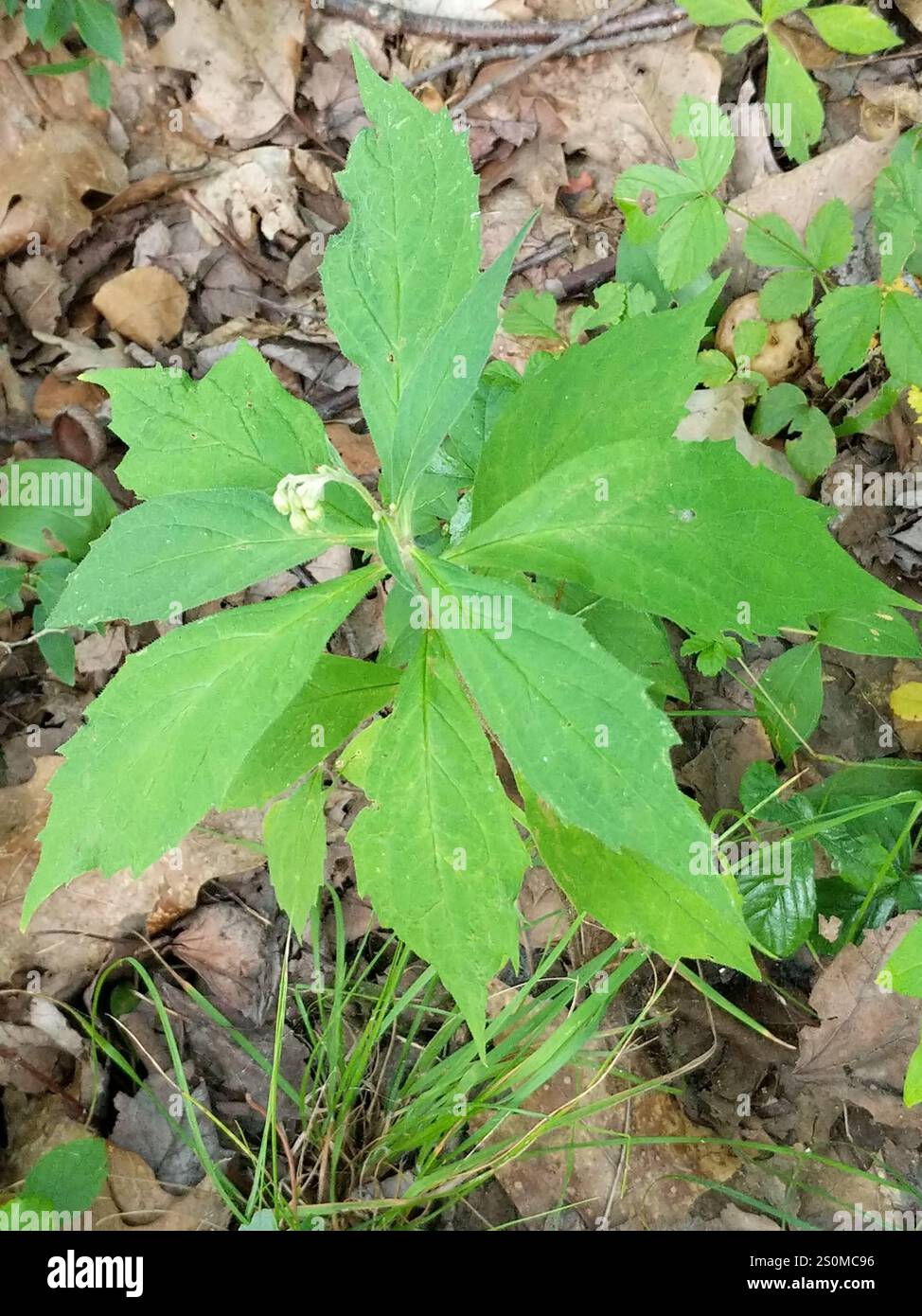 whorled wood aster (Oclemena acuminata Stock Photo - Alamy