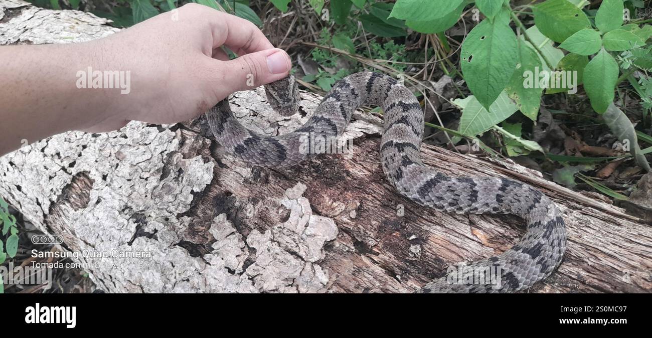 False Fer-de-lance (Xenodon rabdocephalus Stock Photo - Alamy