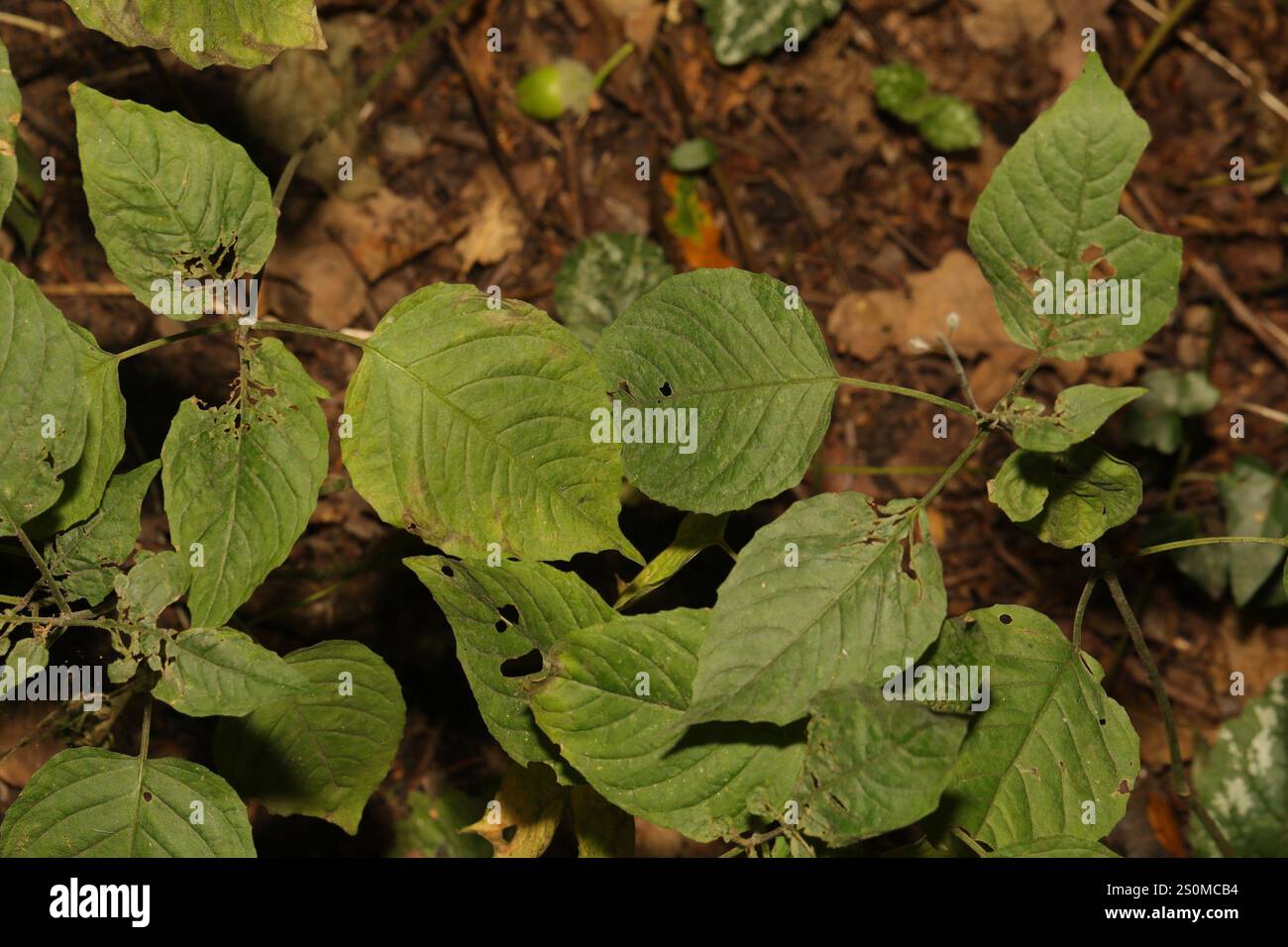 enchanter's-nightshade (Circaea lutetiana Stock Photo - Alamy