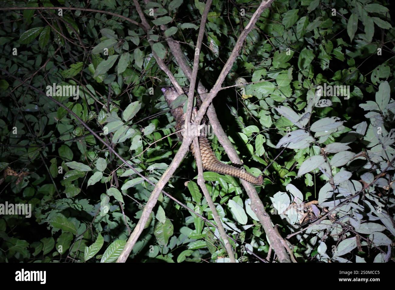 White-bellied Pangolin (Phataginus tricuspis Stock Photo - Alamy