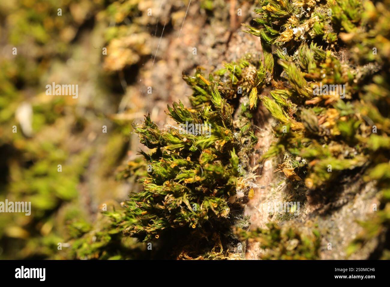 Wood Bristle-moss (Lewinskya affinis Stock Photo - Alamy