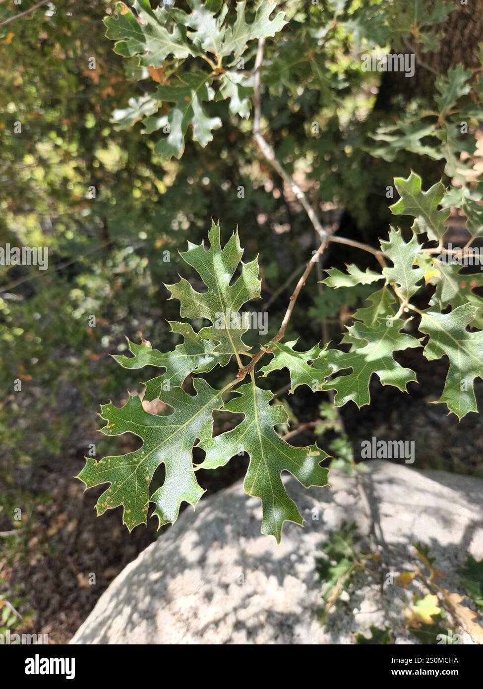 California black oak (Quercus kelloggii Stock Photo - Alamy