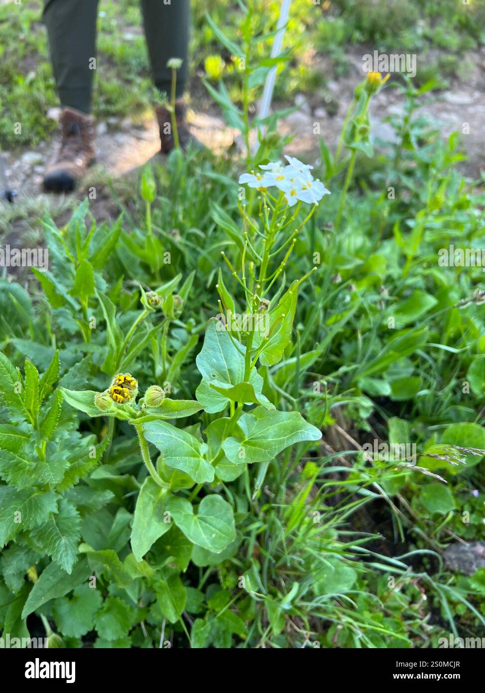 heartleaf bittercress (Cardamine cordifolia Stock Photo - Alamy