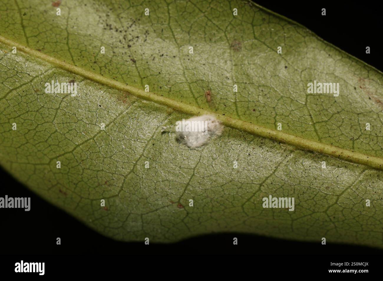 Cottony Yew Scale (Pulvinaria floccifera Stock Photo - Alamy