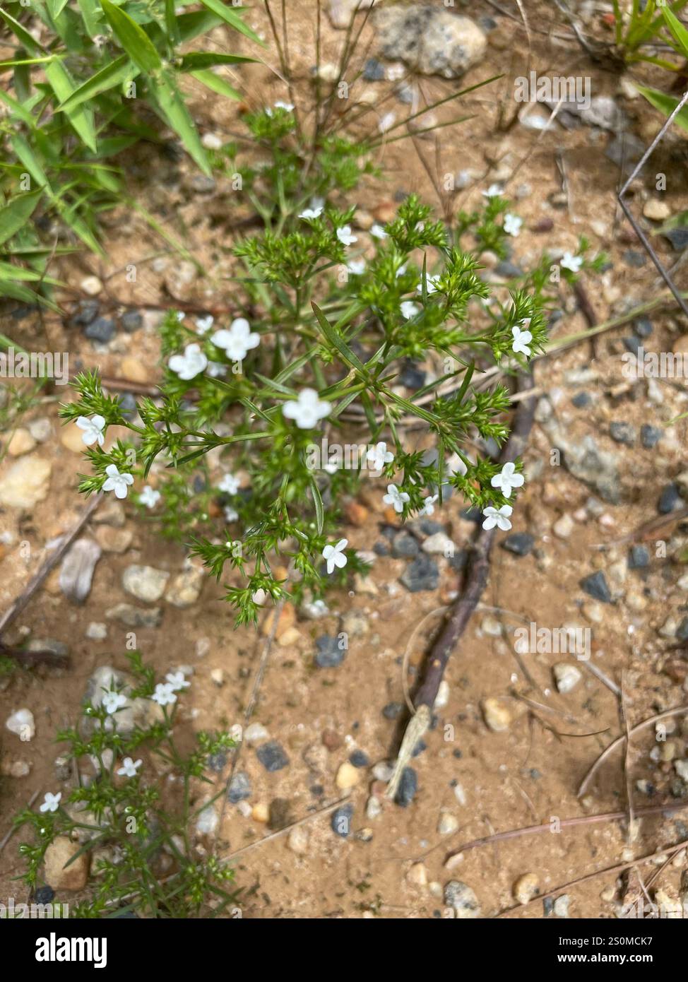 Rust Weed (Polypremum procumbens Stock Photo - Alamy