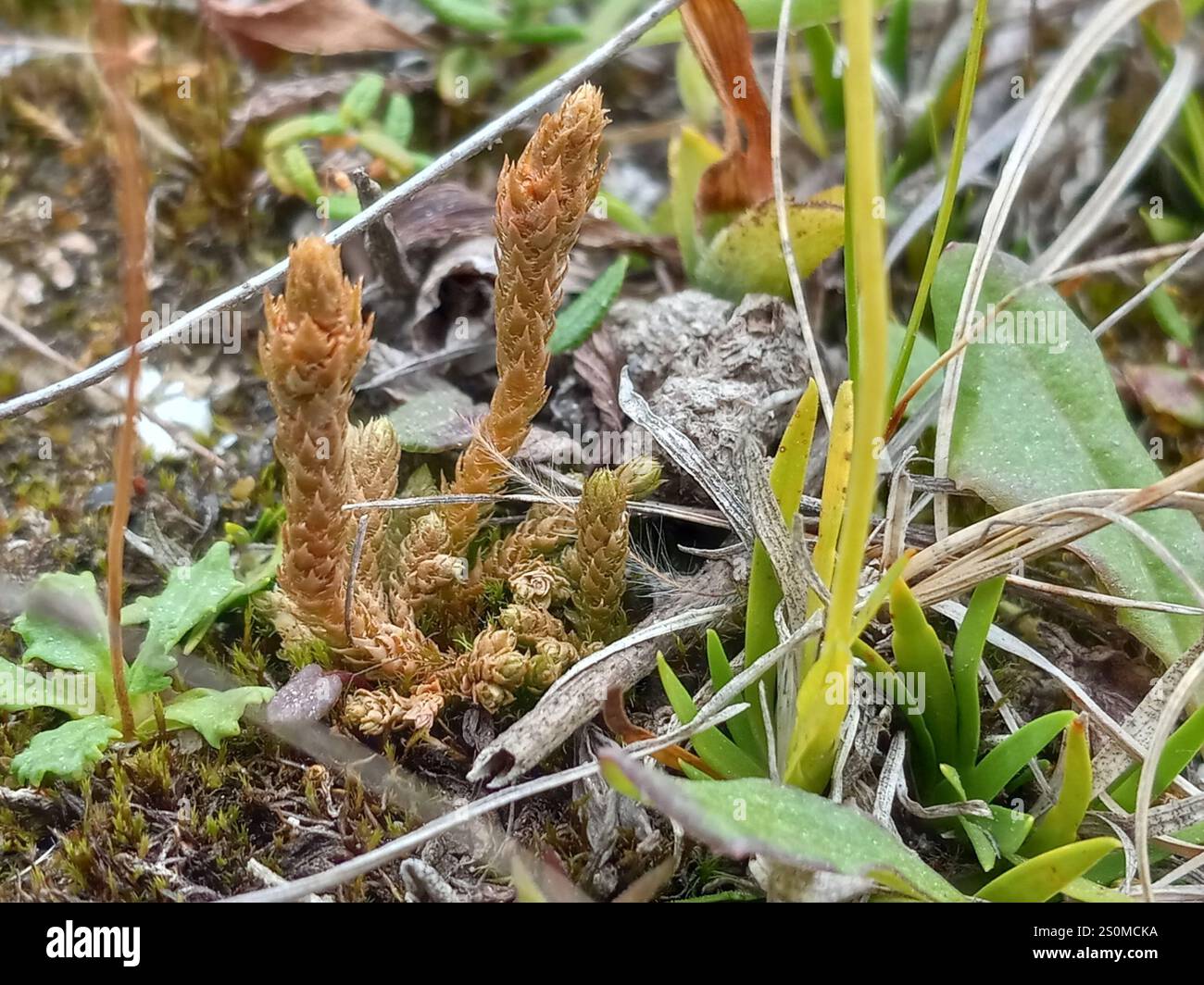 northern spikemoss (Selaginella selaginoides Stock Photo - Alamy
