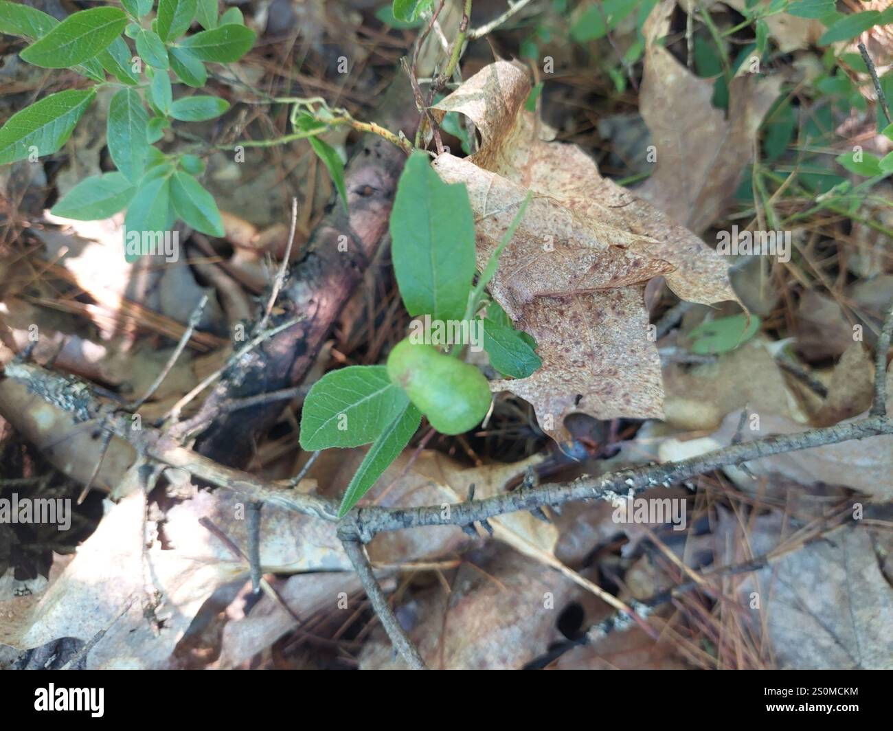 Blueberry Stem Gall Wasp (Hemadas nubilipennis Stock Photo - Alamy