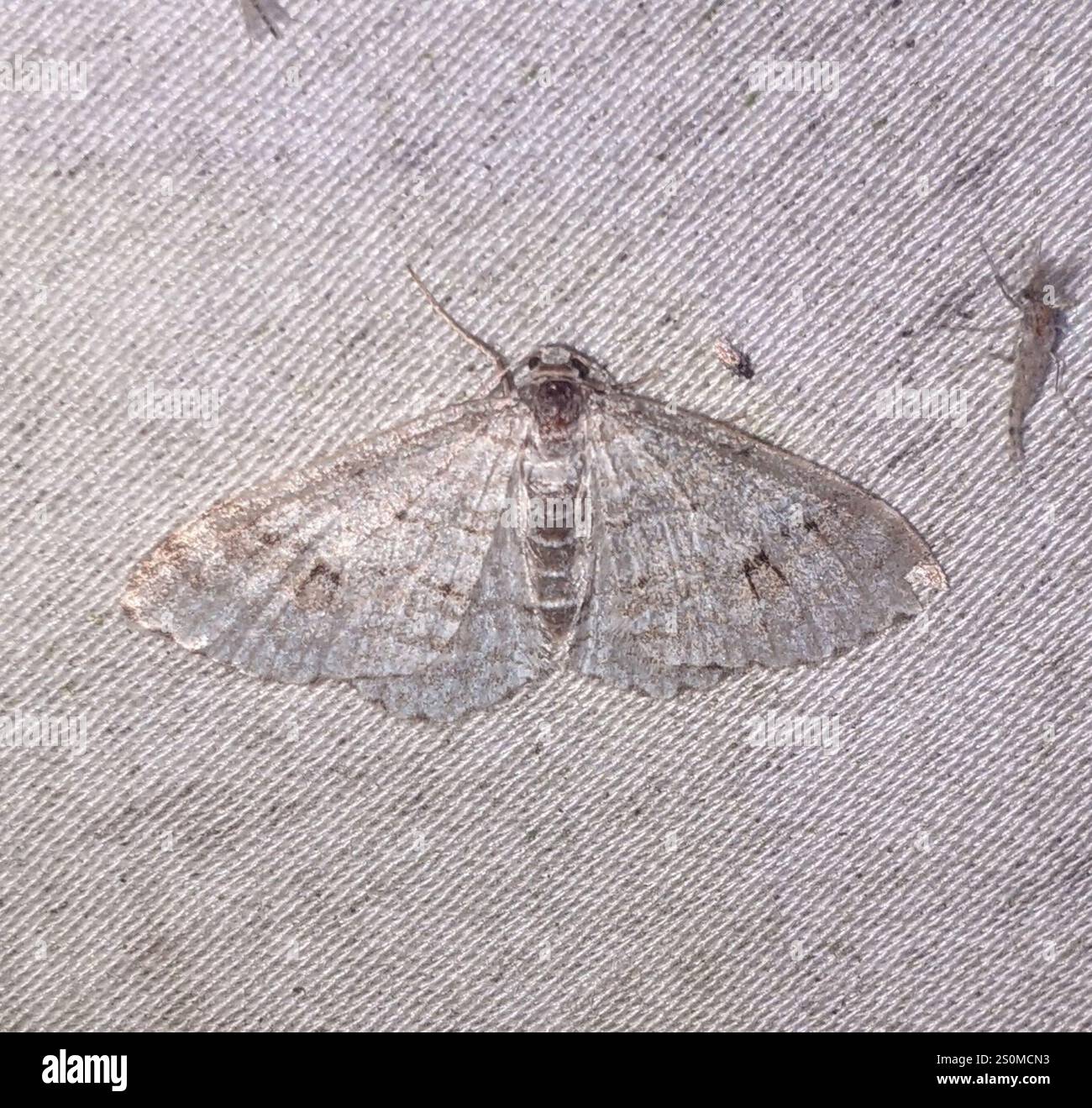 Welsh Wave Moth (Venusia cambrica Stock Photo - Alamy