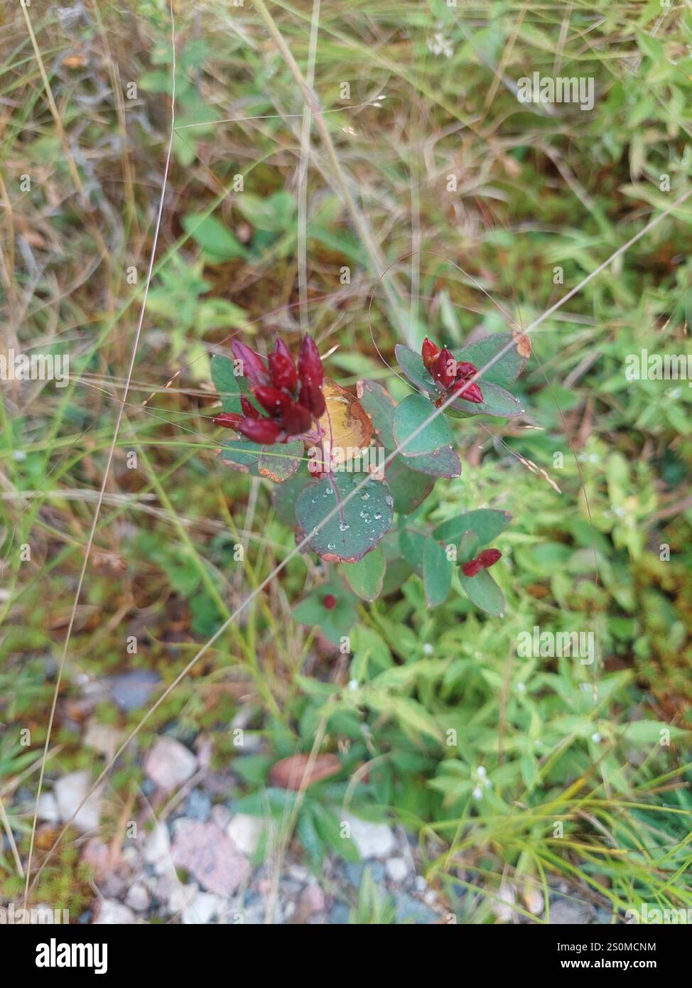 Fraser's marsh St. John's-wort (Hypericum fraseri Stock Photo - Alamy