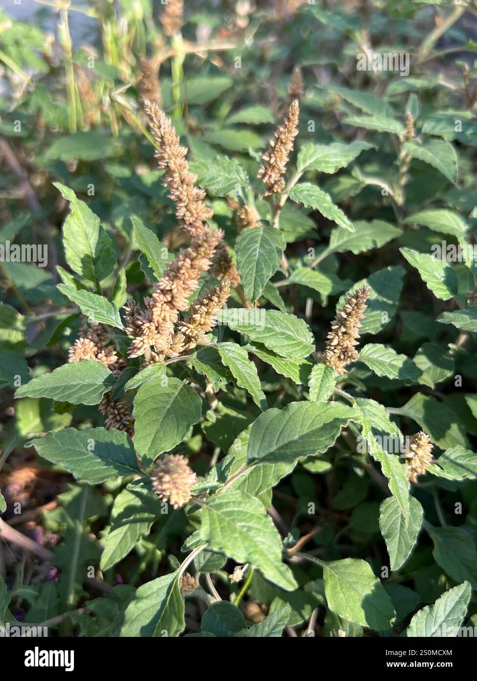 Amaranthus deflexus hi-res stock photography and images - Alamy