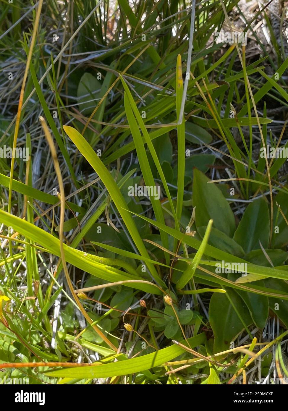 Triantha occidentalis hi-res stock photography and images - Alamy