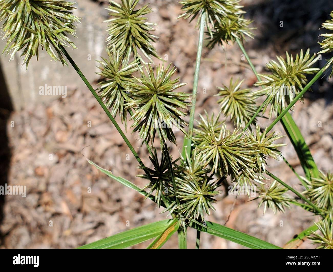 Manyflower Flatsedge (Cyperus lancastriensis Stock Photo - Alamy