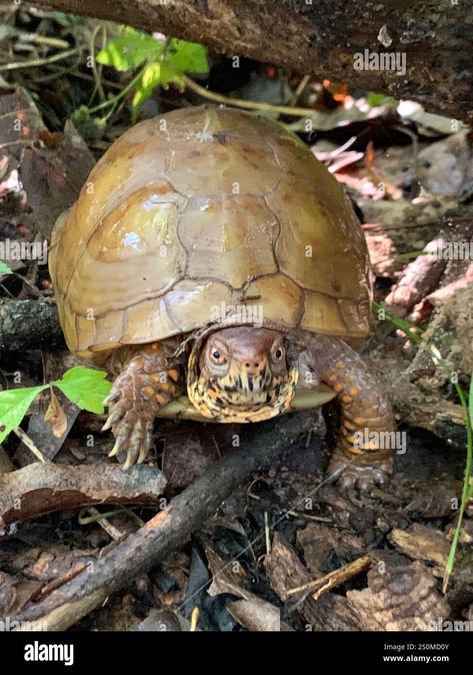 Three-toed Box Turtle (Terrapene triunguis Stock Photo - Alamy