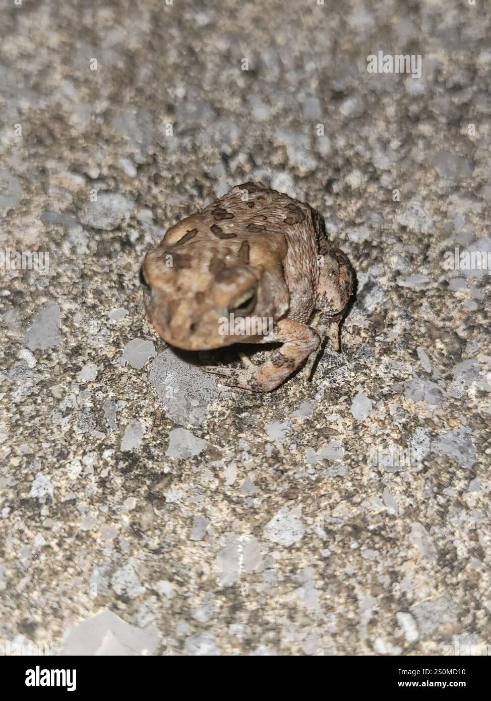 Southern Toad (Anaxyrus terrestris Stock Photo - Alamy
