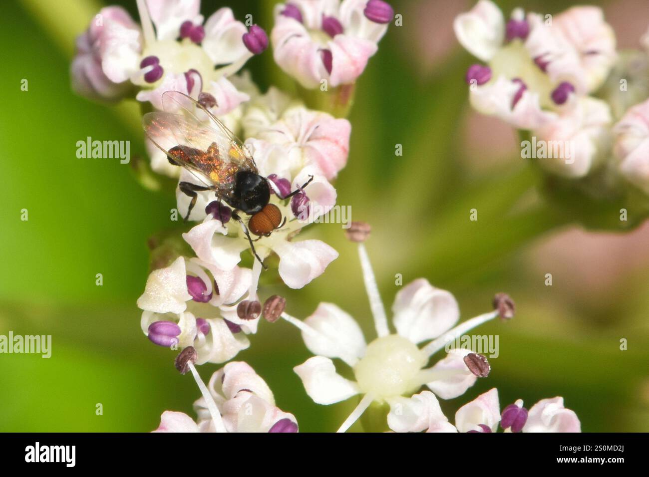 Black Flies (Simuliidae Stock Photo - Alamy