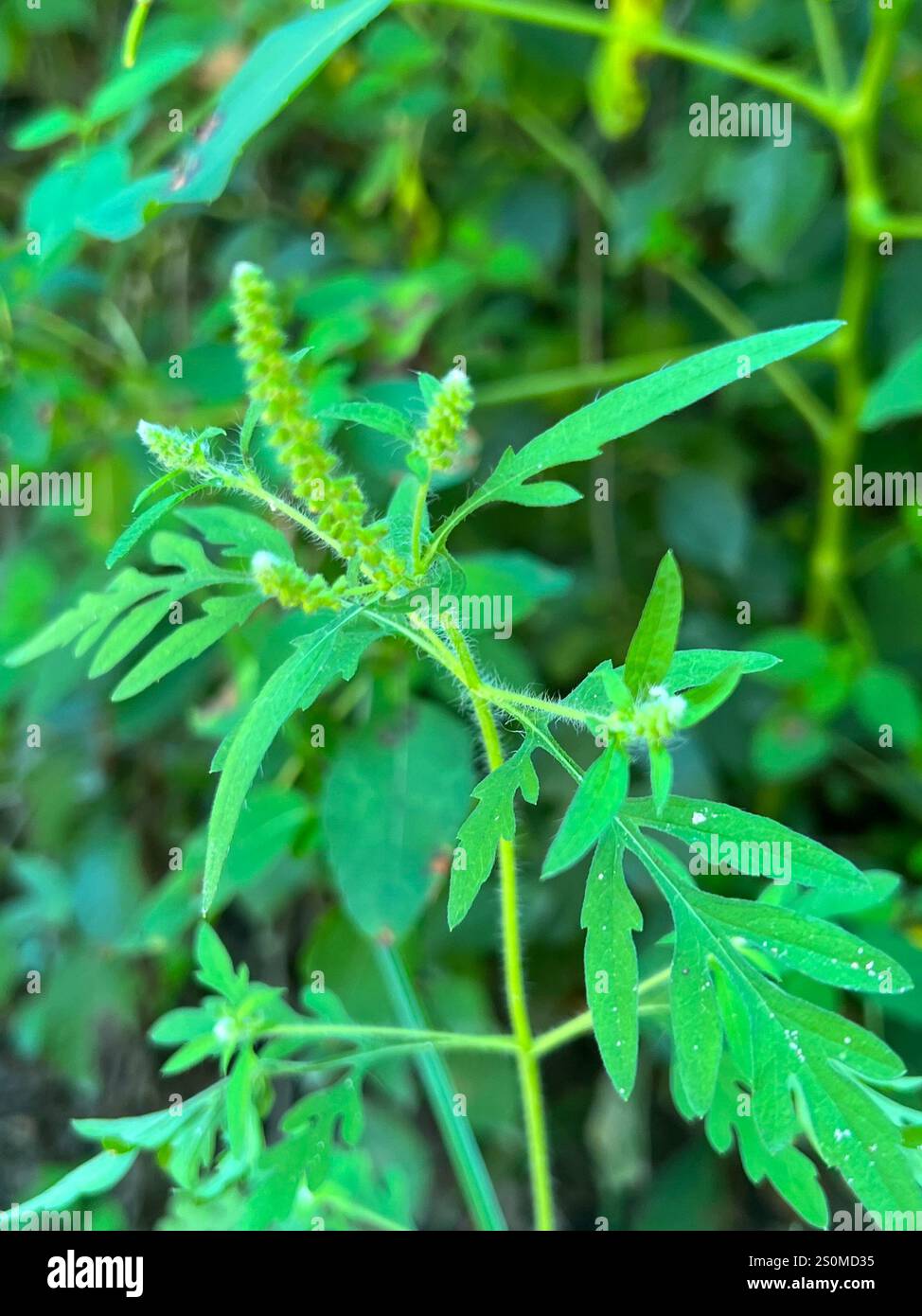 common ragweed (Ambrosia artemisiifolia Stock Photo - Alamy
