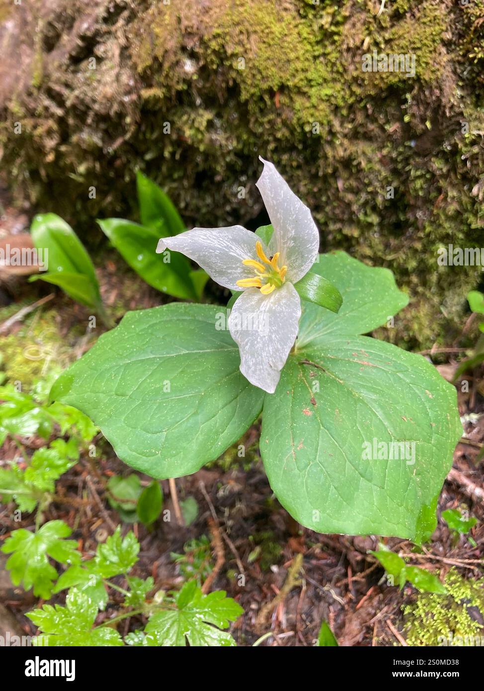 Pacific trillium (Trillium ovatum Stock Photo - Alamy