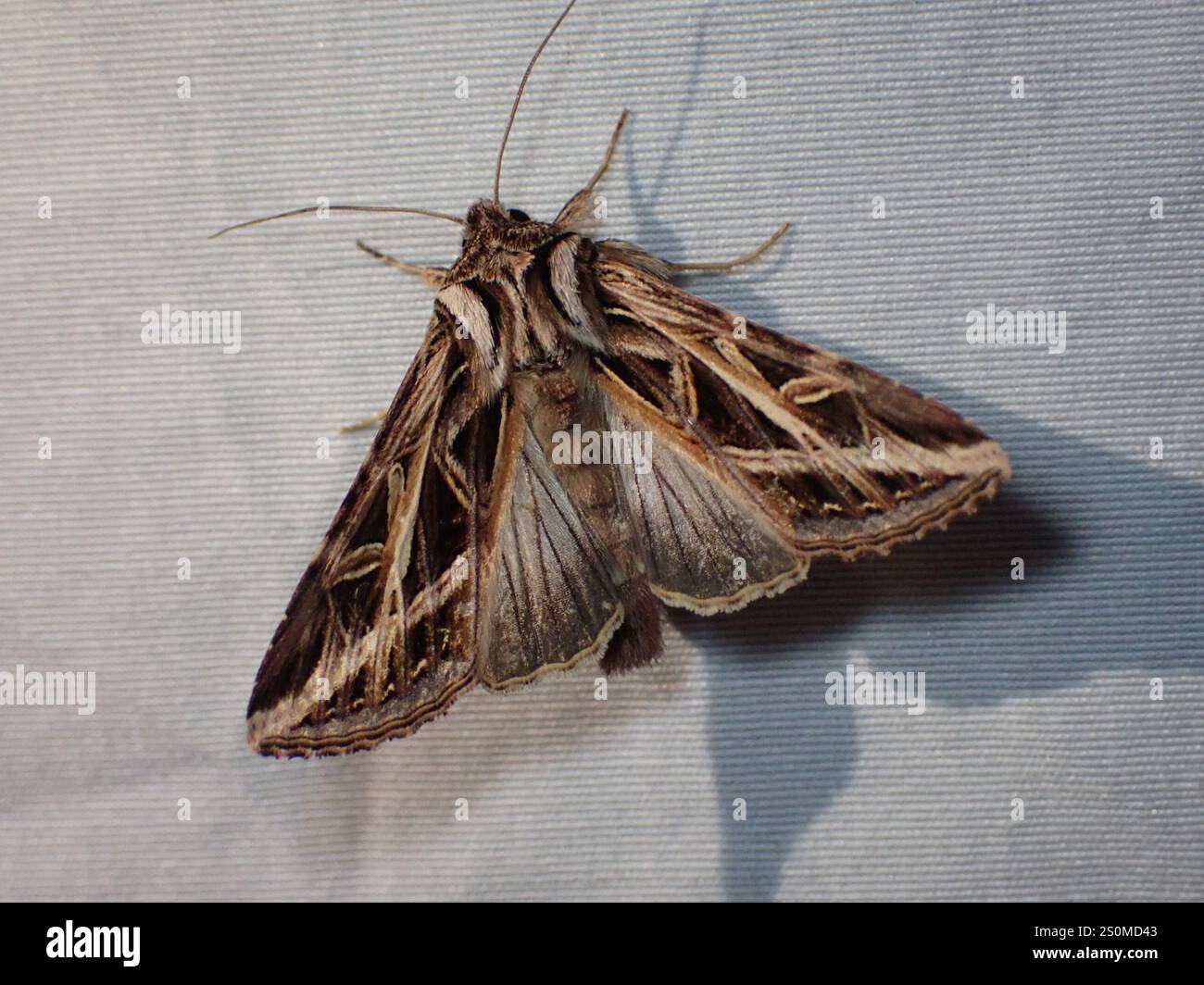 Girdler Moth (Dargida procinctus Stock Photo - Alamy