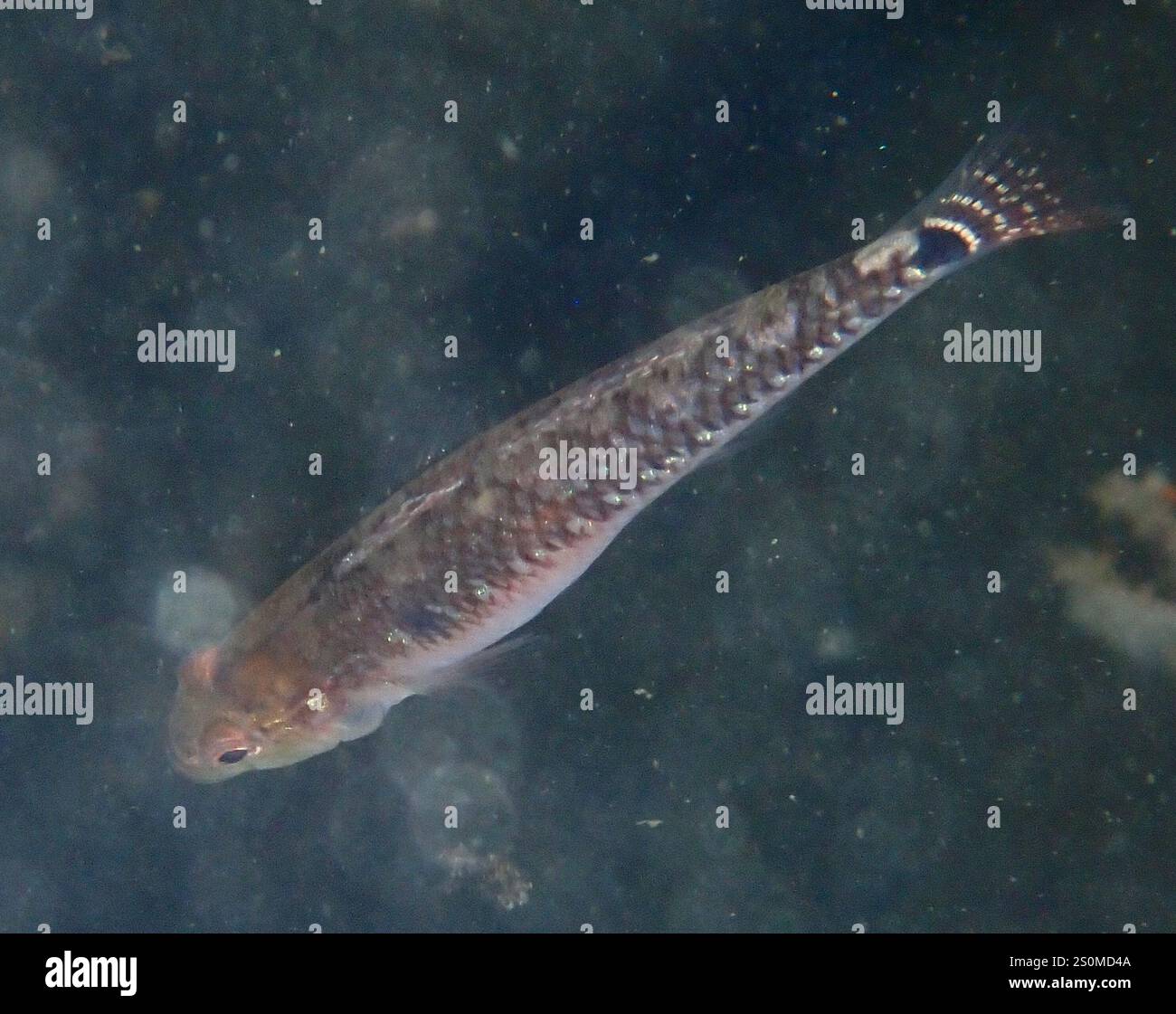 Two-spotted Goby (Pomatoschistus flavescens Stock Photo - Alamy