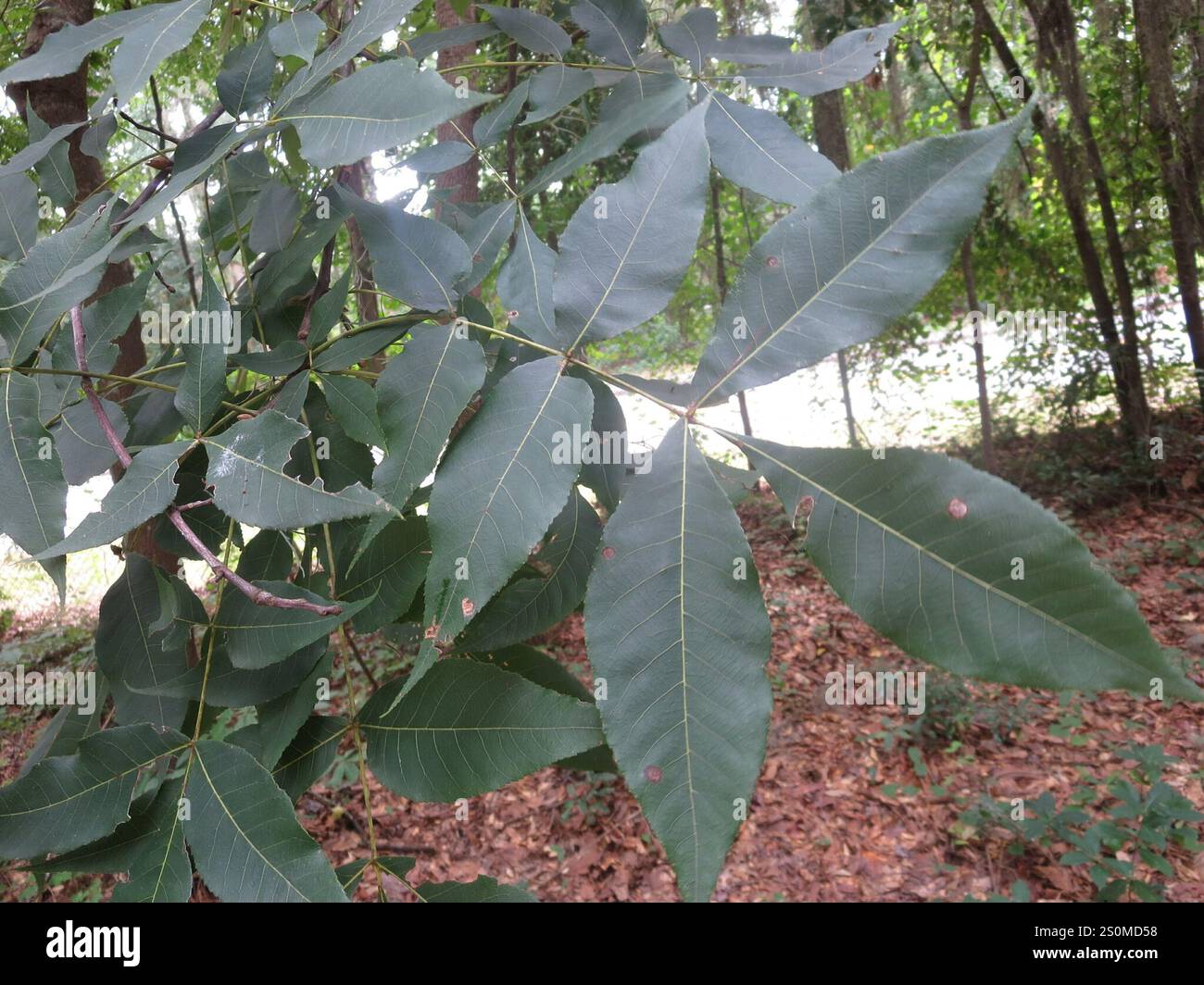 pignut hickory (Carya glabra Stock Photo - Alamy