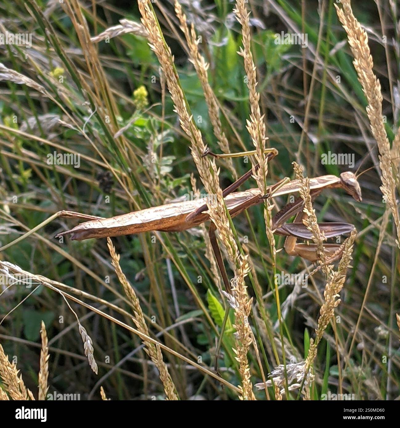 Chinese Mantis (Tenodera sinensis Stock Photo - Alamy