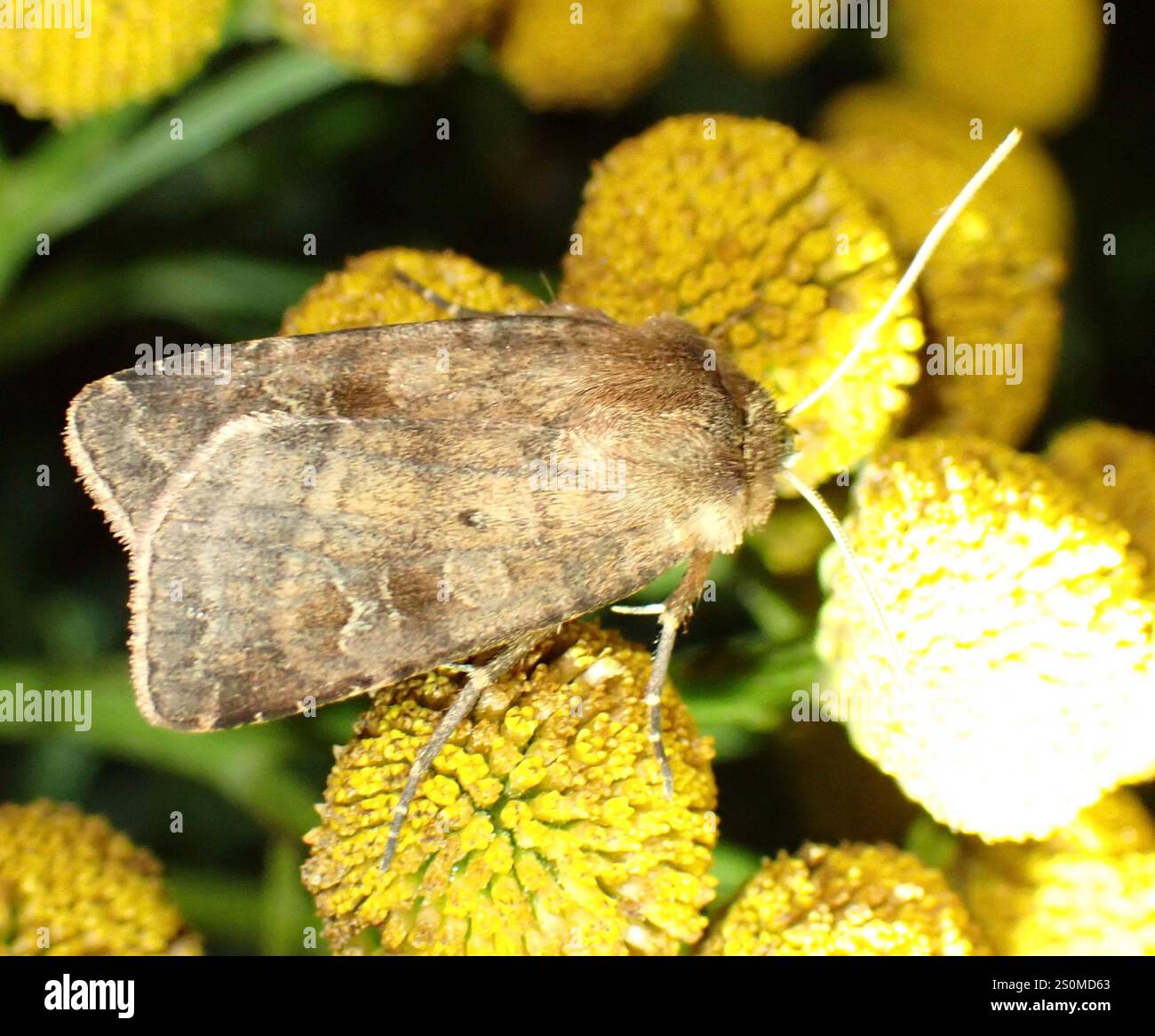 Small Square-spot (Diarsia rubi Stock Photo - Alamy