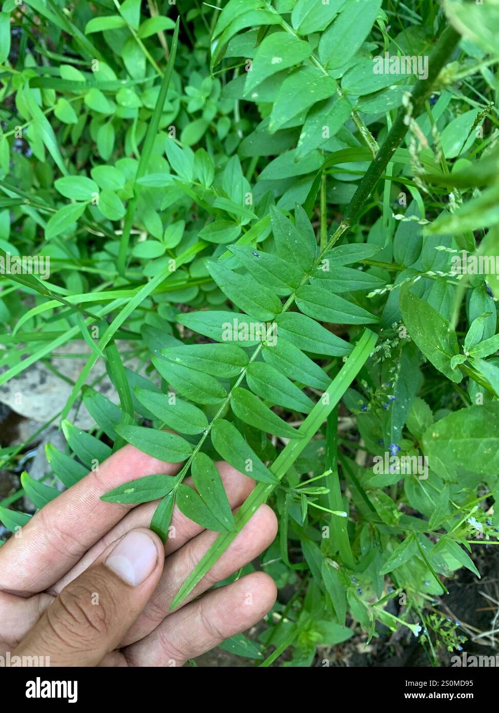 western Jacob's ladder (Polemonium occidentale Stock Photo - Alamy