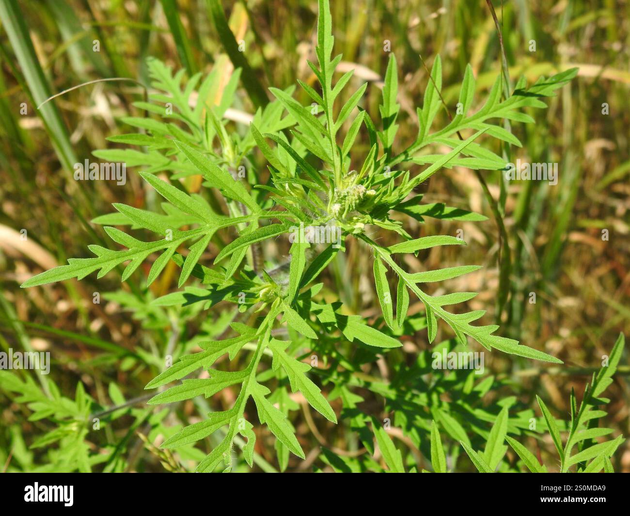 common ragweed (Ambrosia artemisiifolia Stock Photo - Alamy