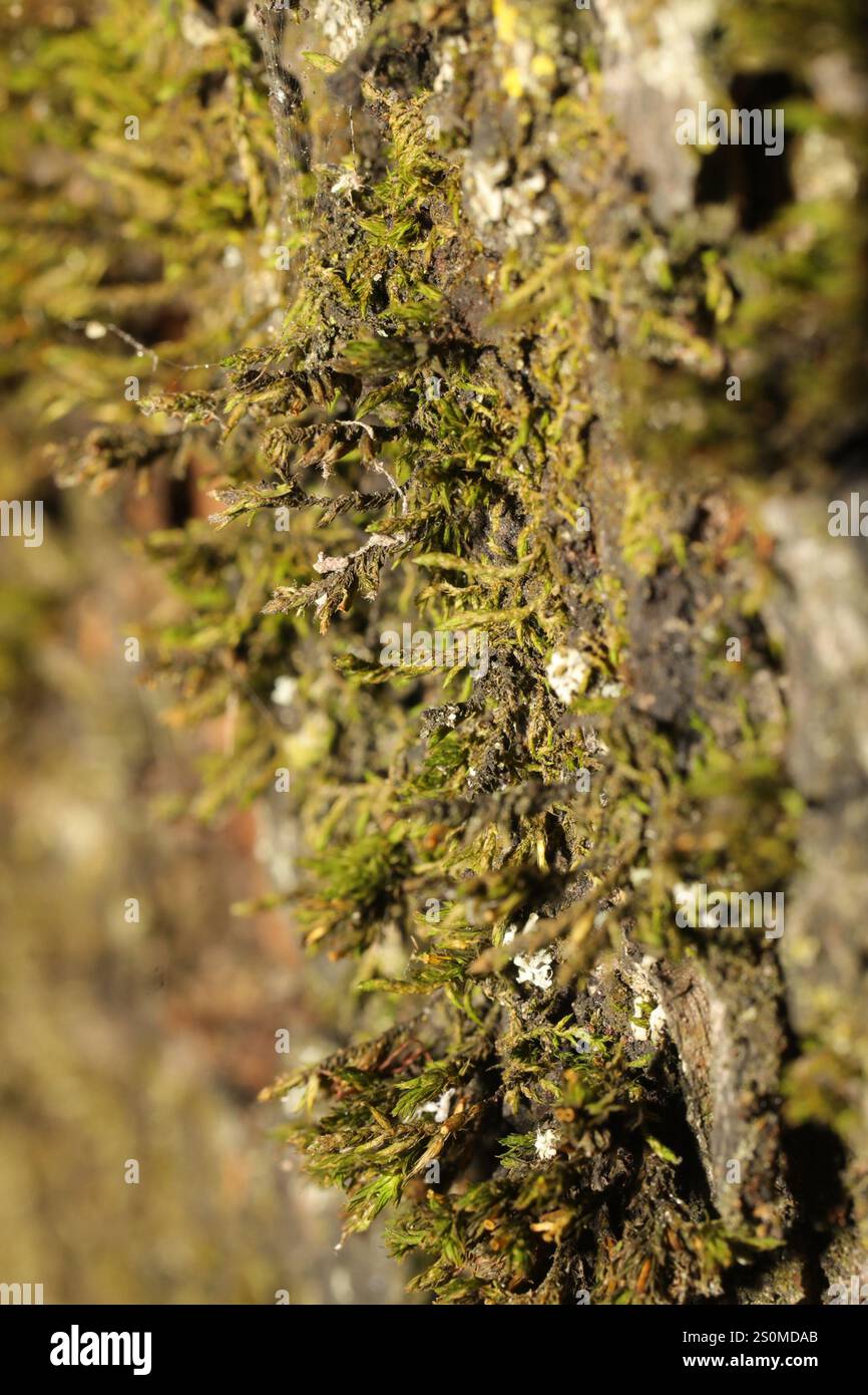 Lateral Cryphaea (Cryphaea heteromalla Stock Photo - Alamy