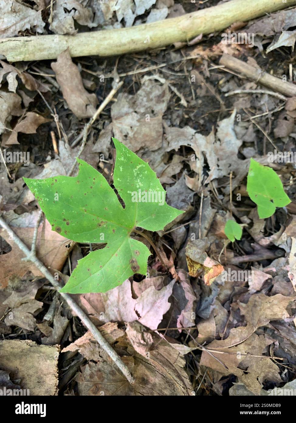 tall rattlesnake root (Nabalus altissimus Stock Photo - Alamy