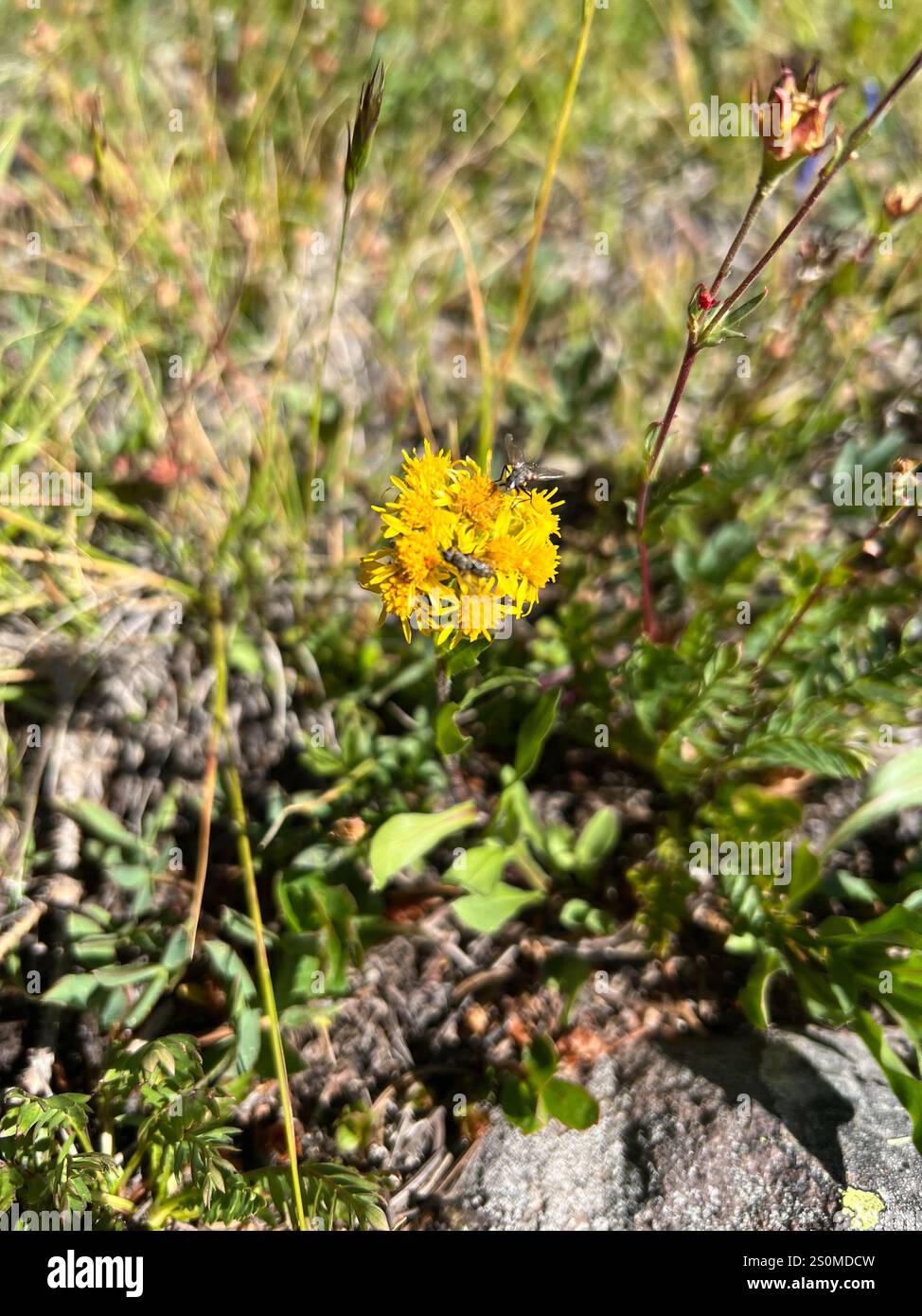 northern goldenrod (Solidago multiradiata Stock Photo - Alamy