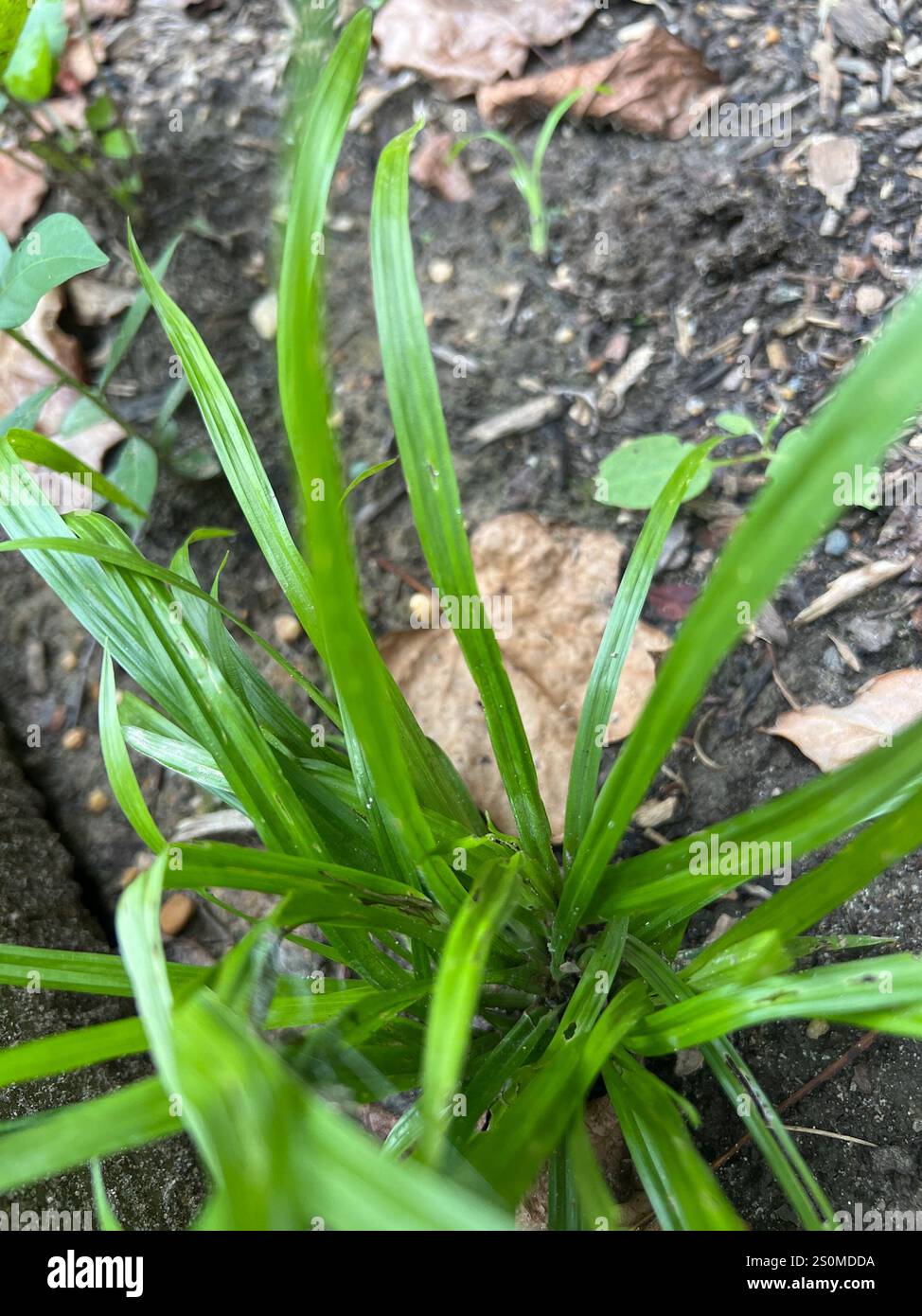 White Bear Sedge (Carex albursina Stock Photo - Alamy