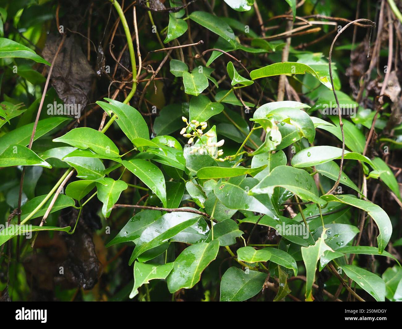 Common Derris (Derris trifoliata Stock Photo - Alamy