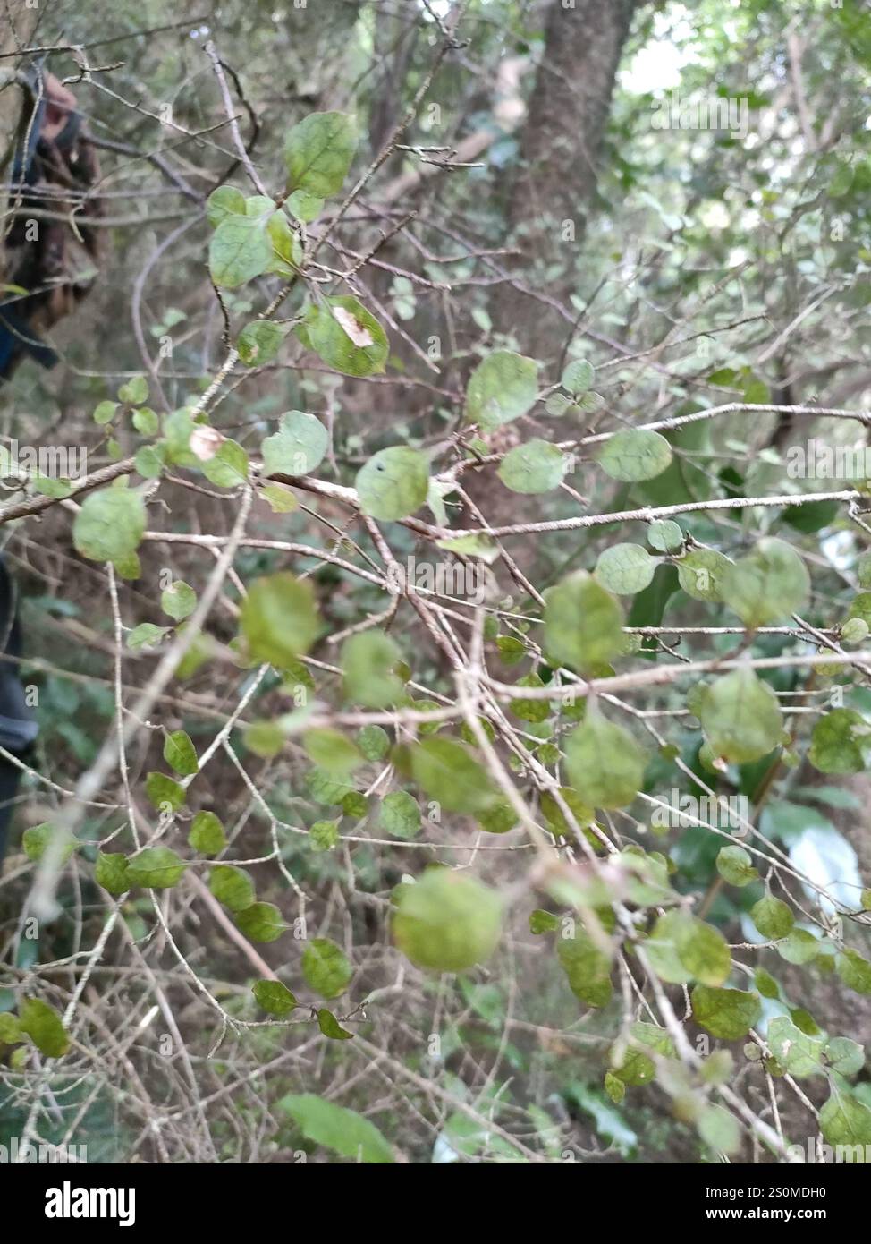 thin leaved coprosma (Coprosma areolata Stock Photo - Alamy