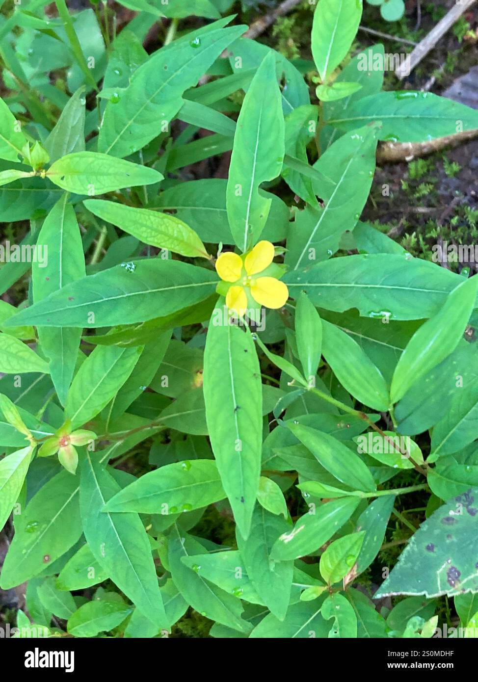Seedbox (Ludwigia alternifolia Stock Photo - Alamy