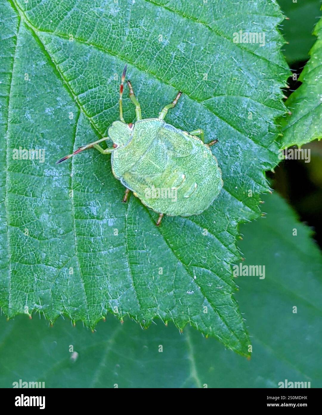 Green Shield Bug (Palomena prasina Stock Photo - Alamy