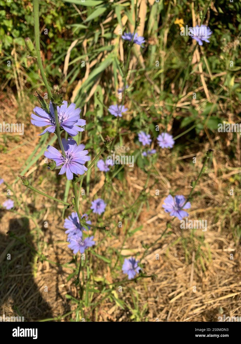 chicory (Cichorium intybus Stock Photo - Alamy