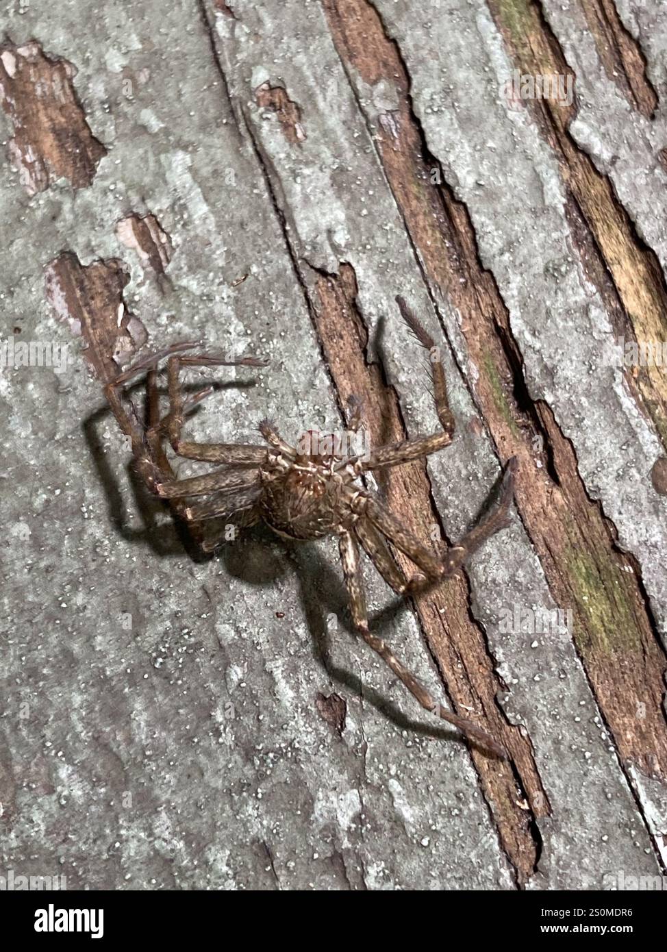 Pantropical Huntsman Spider (Heteropoda venatoria Stock Photo - Alamy