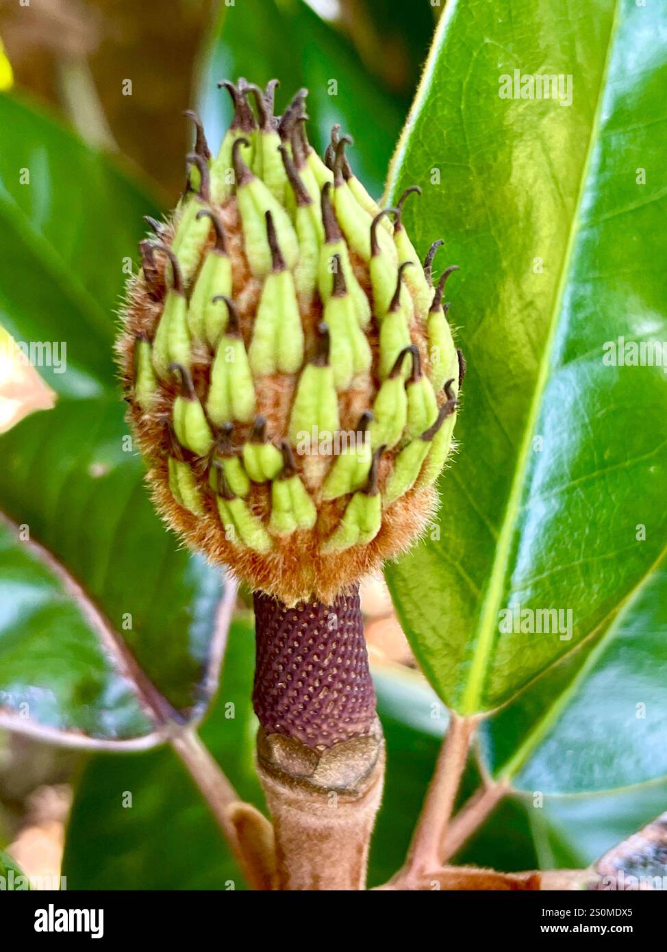 southern magnolia (Magnolia grandiflora Stock Photo - Alamy
