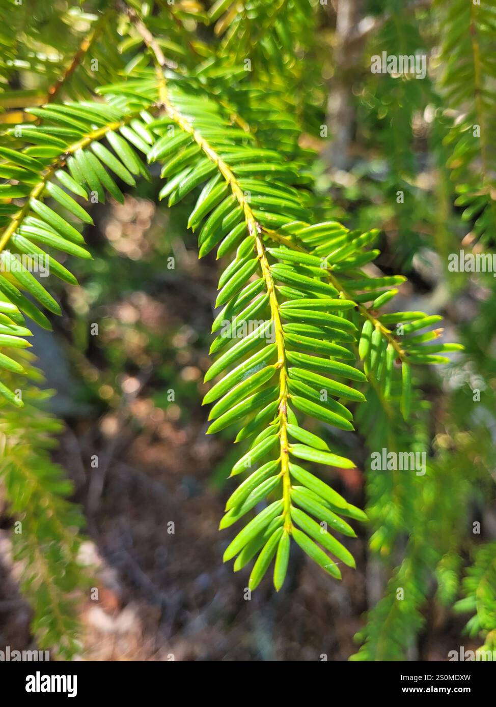 Pacific yew (Taxus brevifolia Stock Photo - Alamy