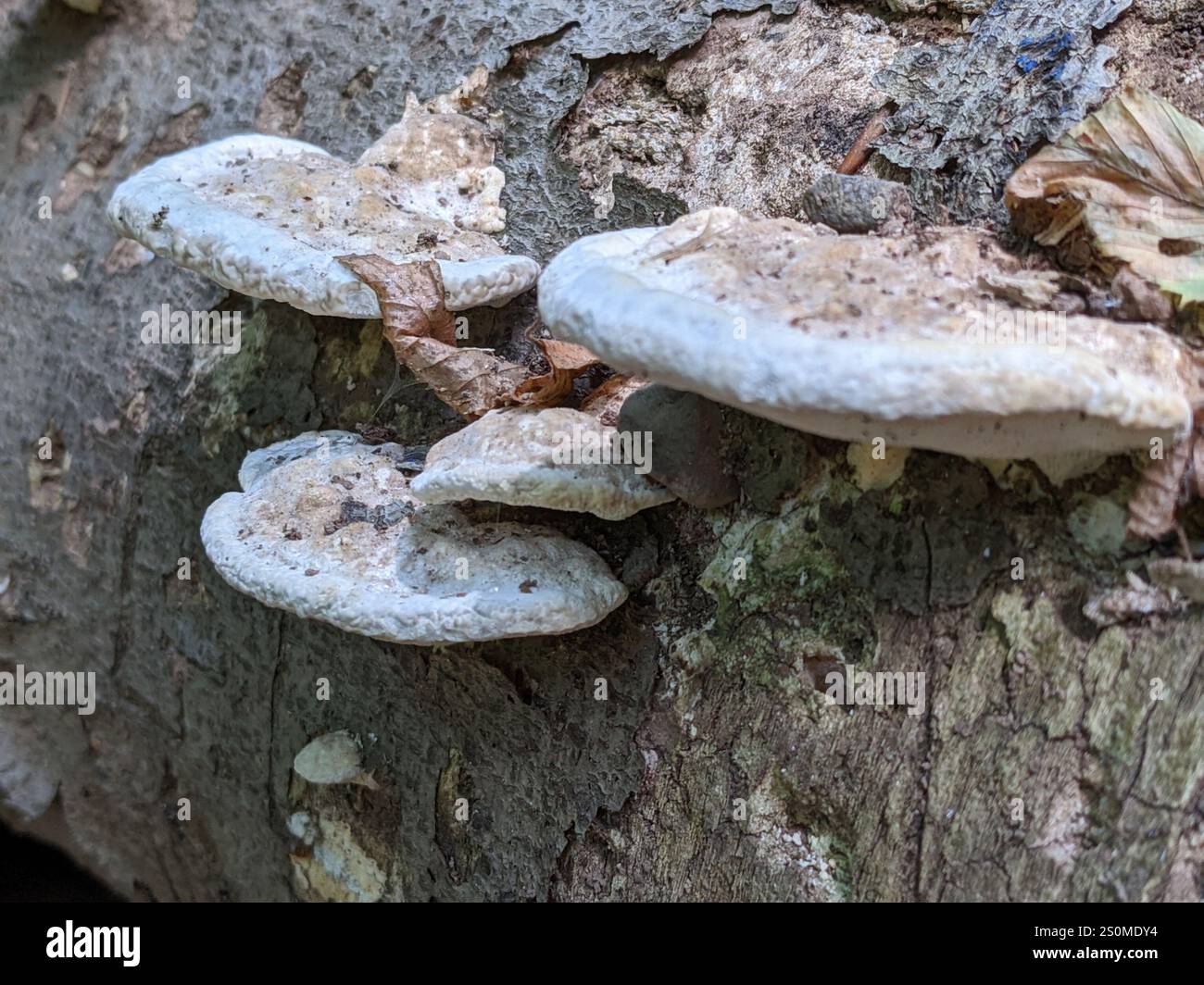 Lumpy Bracket (Trametes gibbosa Stock Photo - Alamy