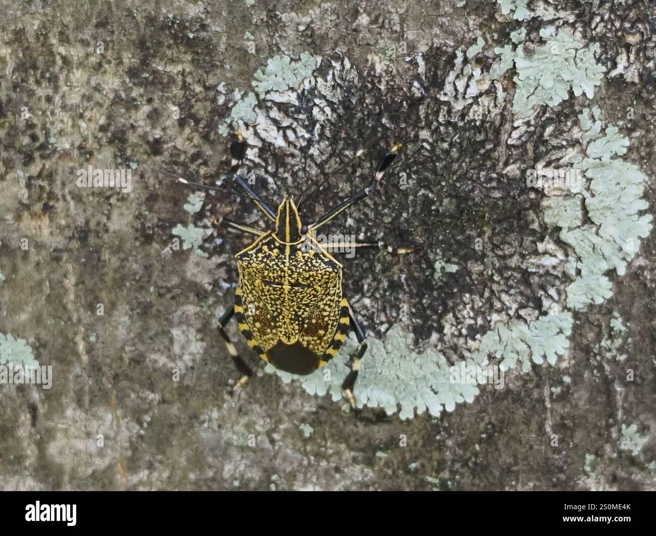 Yellow-spotted Stink Bug (Erthesina fullo Stock Photo - Alamy